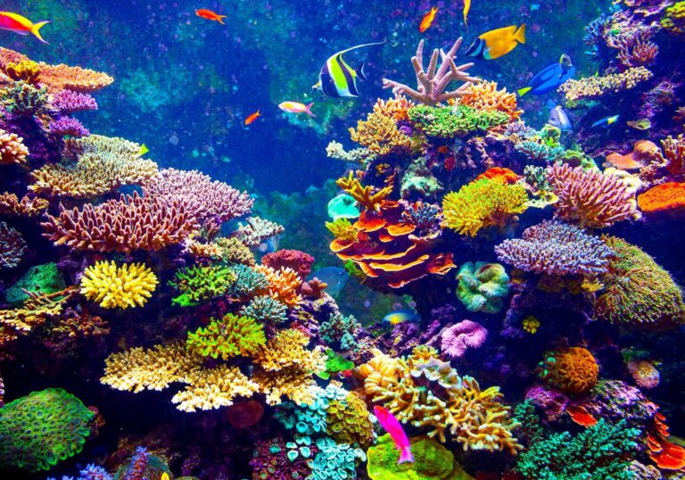 Professional Aquarium Services – Cultured Aquatic Life